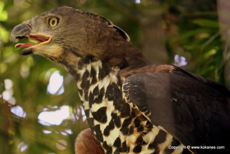 African Crowned Eagle